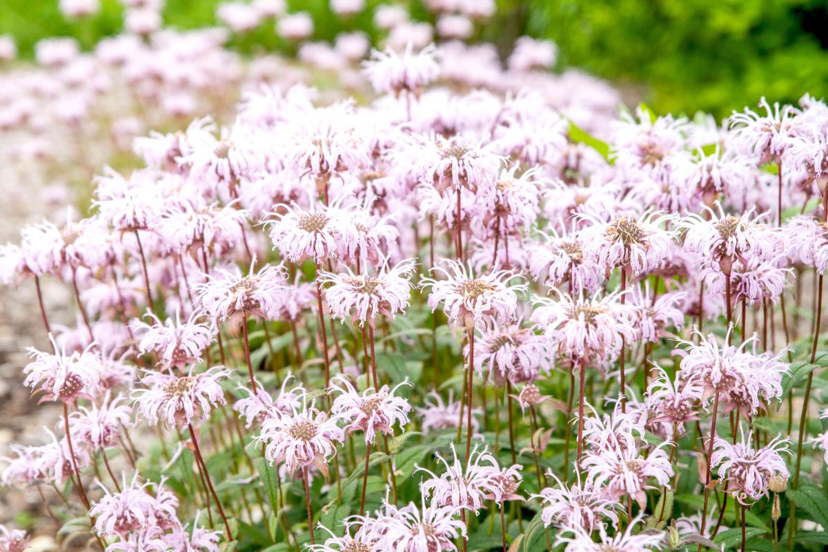 12 Plants That Are Perfect for Your Rain Garden | Hello Home Improvement