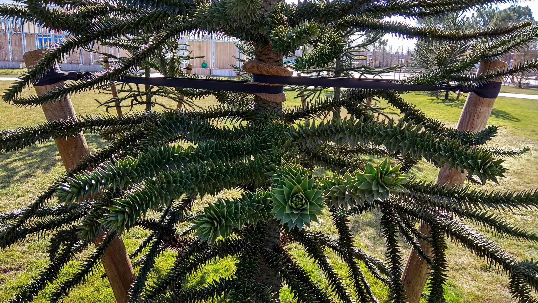 How to Stake a Tree | Hello Home Improvement