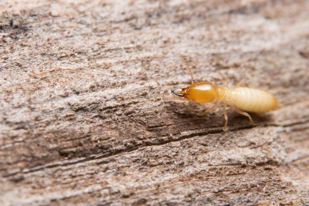 Think You Might Have Termites? 9 Early Warning Signs Before They Infest ...
